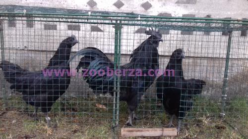 Ayam Cemani