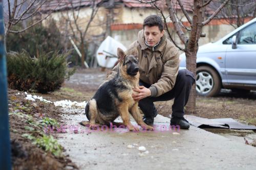 Musko stene nemackog ovcara