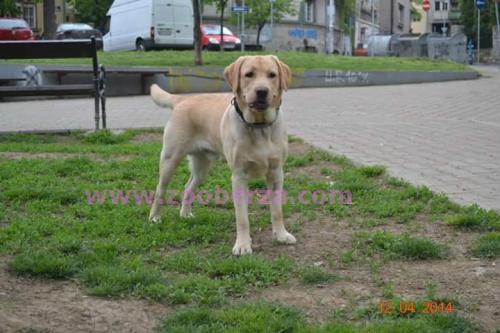 LABRADOR RETRIVER LEO