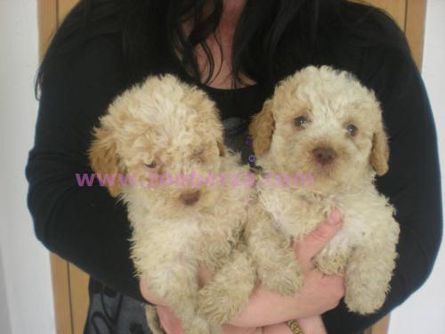 Lagotto Romanolo