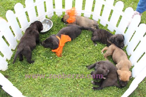 CANE CORSO ŠTENCI