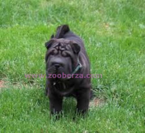 Shar-pei štene