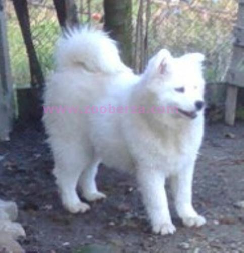 samojed zenke