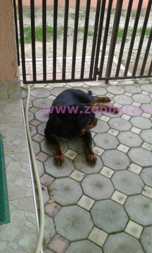 Rottweiler