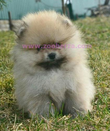 Pomeranski spic bebe