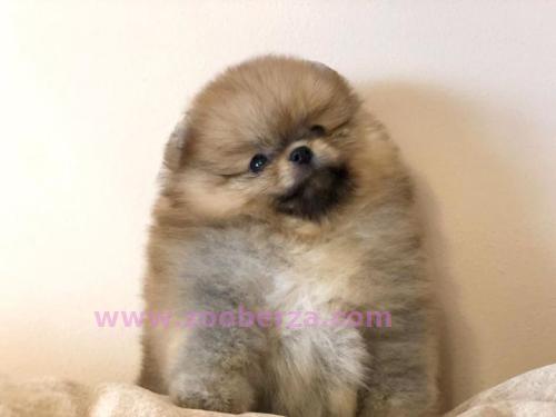 Pomeranski spic Boo