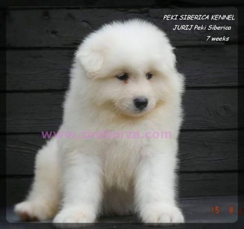 SAMOJED stenci ,odgajivacnica PEKI SIBERICA KENNEL