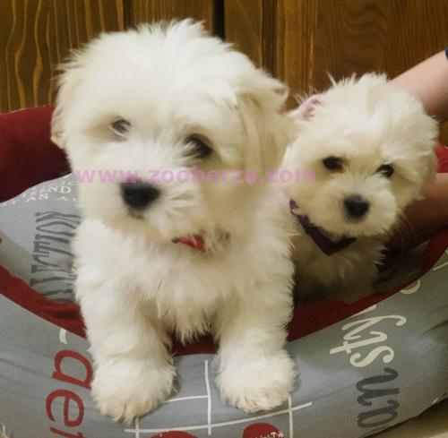 Coton de tulear/Tulearski pas