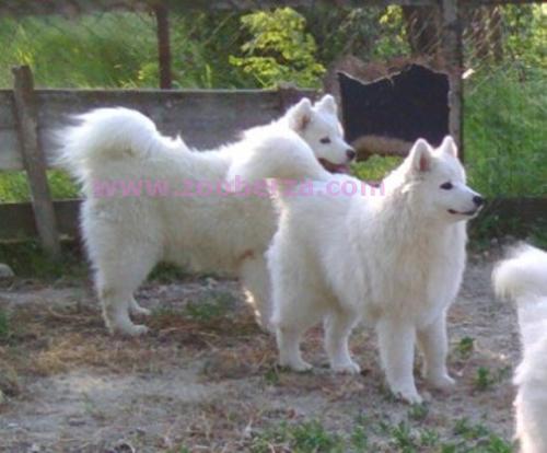 Samojed zenke