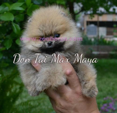 Pomeranac