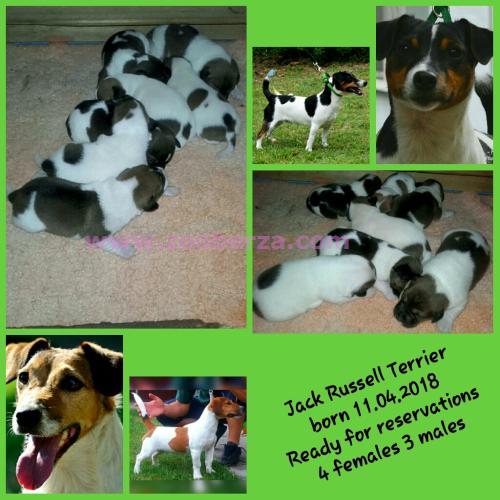 Jack Russell Terrier