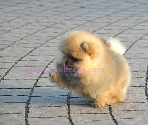 Pomeranski spic bebe