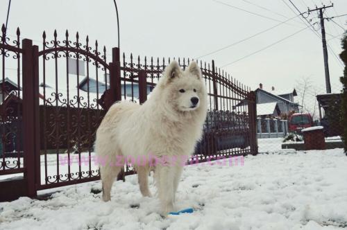 Samojed na prodaju