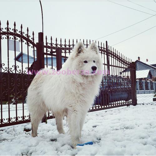 Samojed spreman za parenje