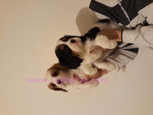 Cavalier king charles spaniel