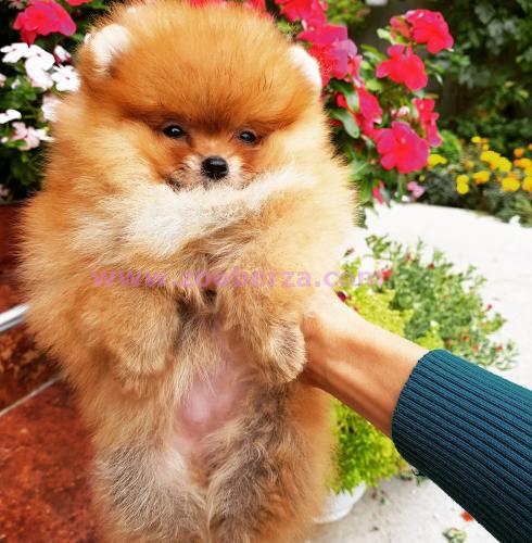 Pomeranac  Boo