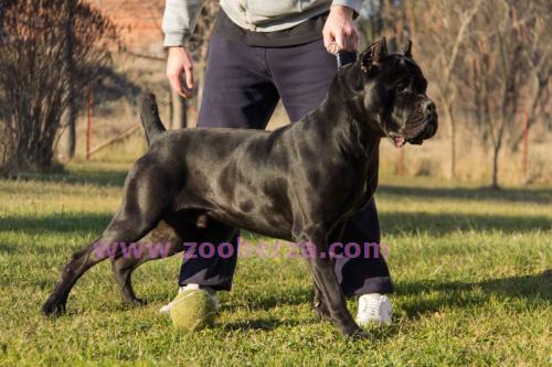 Stenci cane corso