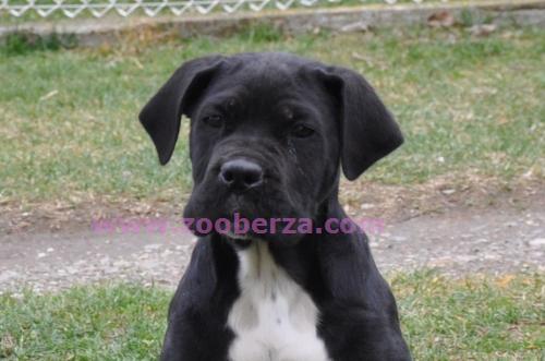 Muska stenad Cane Corso