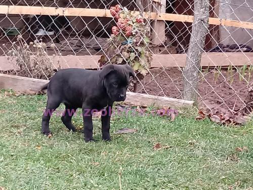 Cane corso - štenci