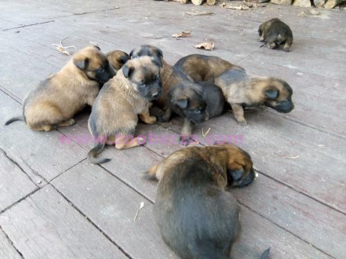 Belgijski ovcar - Malinois