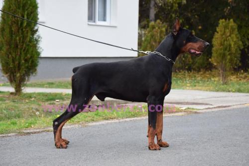 Doberman 2,5 godine NA PRODAJU