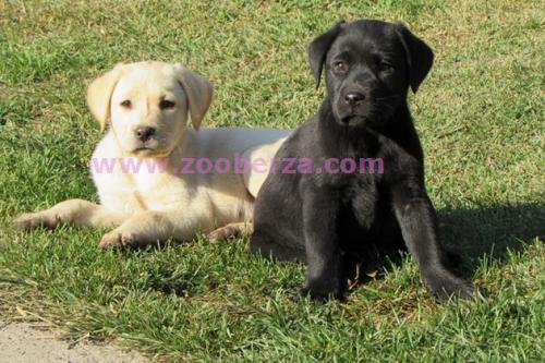 prodajem stenad labrador retrivera