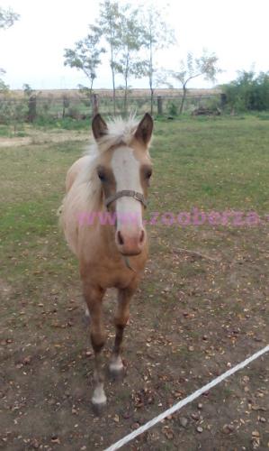 haflinger zensko zdrebe na prodaju