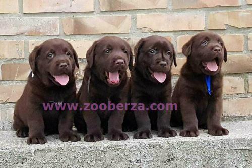 Labrador retriver