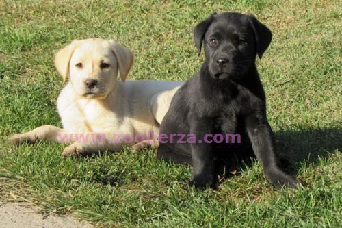 prodajem stenad labrador retrivera