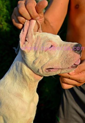 Dogo Argentino štenad na prodaju