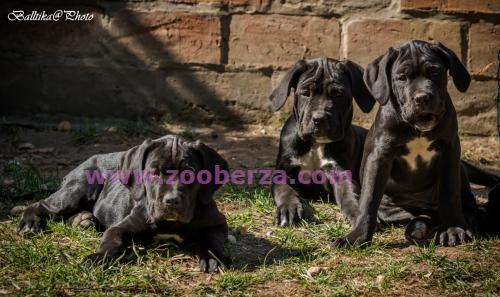 Cane Corso stenci na prodaju