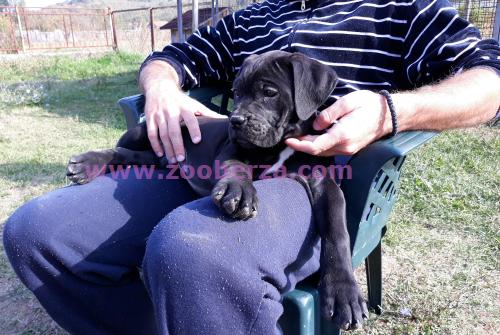 Cane corso stenci