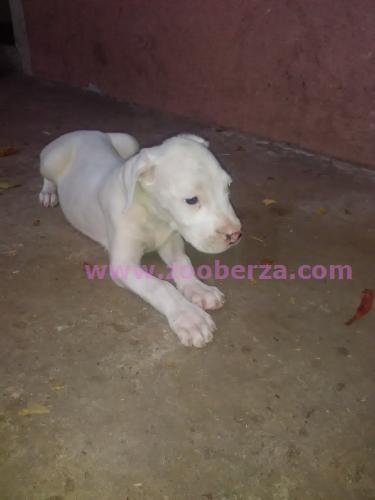 Prodajem stence Dogo argentino