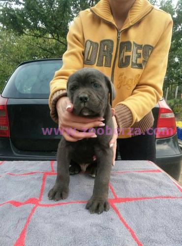 Cane Corso