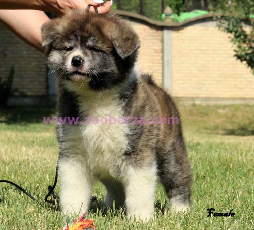 Akita inu