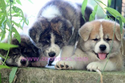 Akita inu