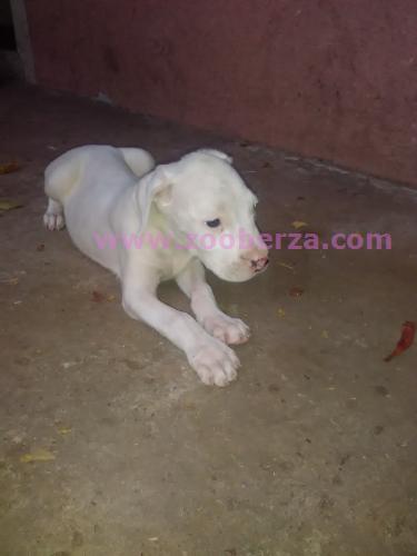 Prodajem stence Dogo argentino