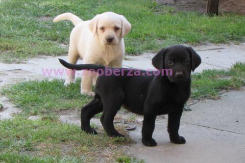 prodajem stenad labrador retrivera