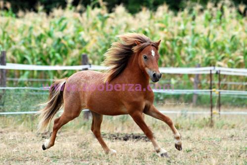 Appaloosa Shetlandpony