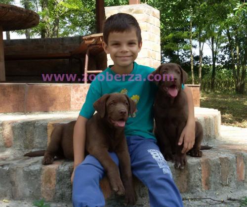 Izuzetna stenad Labrador retrivera.