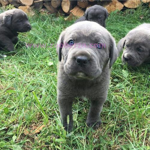 STENCI CANE CORSO VRHUNSKOG POREKLA