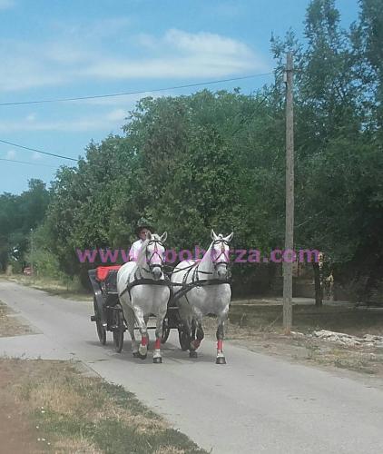 Na PRODAJU KOBILE