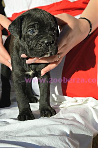 Cane corso stenci od vrhunskih roditelja