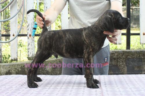 Cane Corso tigrast muzijak