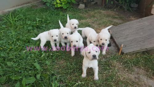 Stenad Labrador Retrivera