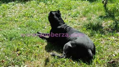 prodajem cane corso štence