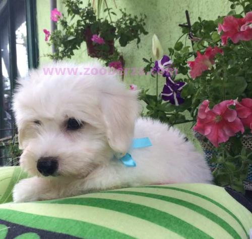 Coton de Tulear stenci