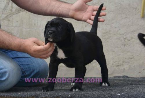 Cane Corso stenci