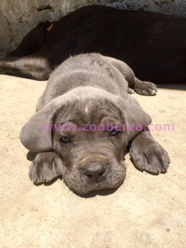 Prodaja stenaca Cane Corso