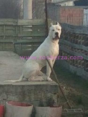 dogo argentino